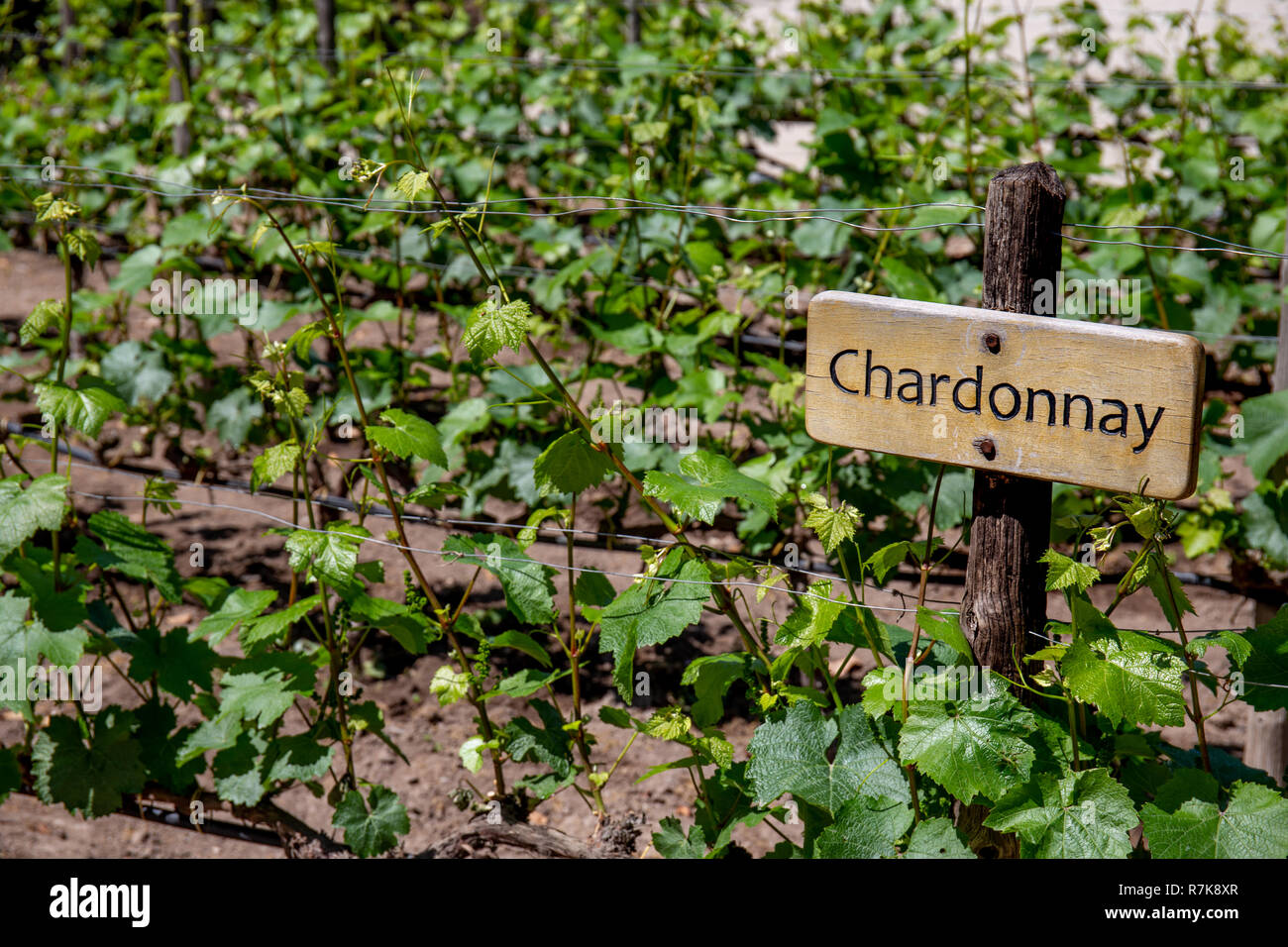 CHARDONNAY Wine sign on vineyard. Vineyard landcape Stock Photo - Alamy