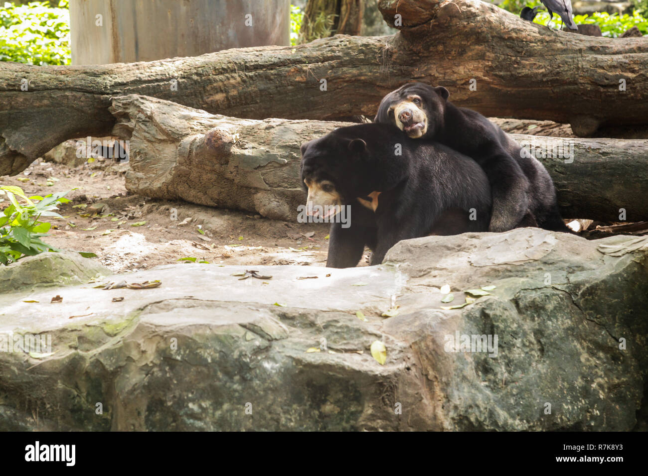 Asiatic black bear mountain hi-res stock photography and images - Alamy