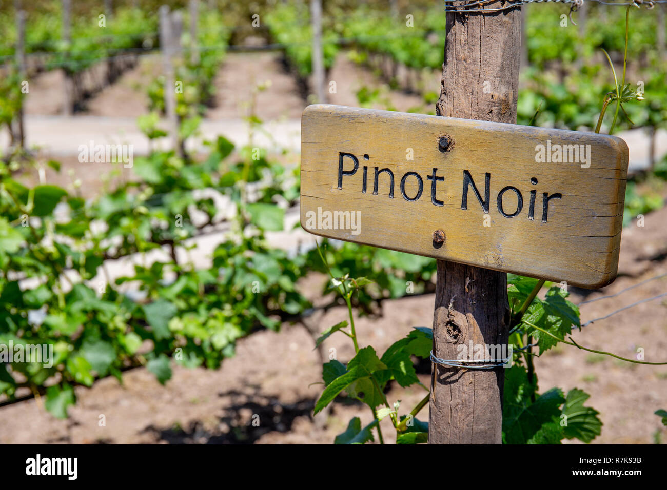 PINOT NOIR Wine sign on vineyard. Vineyard landcape Stock Photo - Alamy
