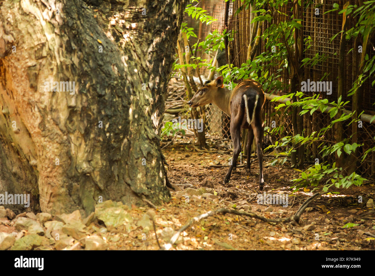 Feas muntjac hi-res stock photography and images - Alamy