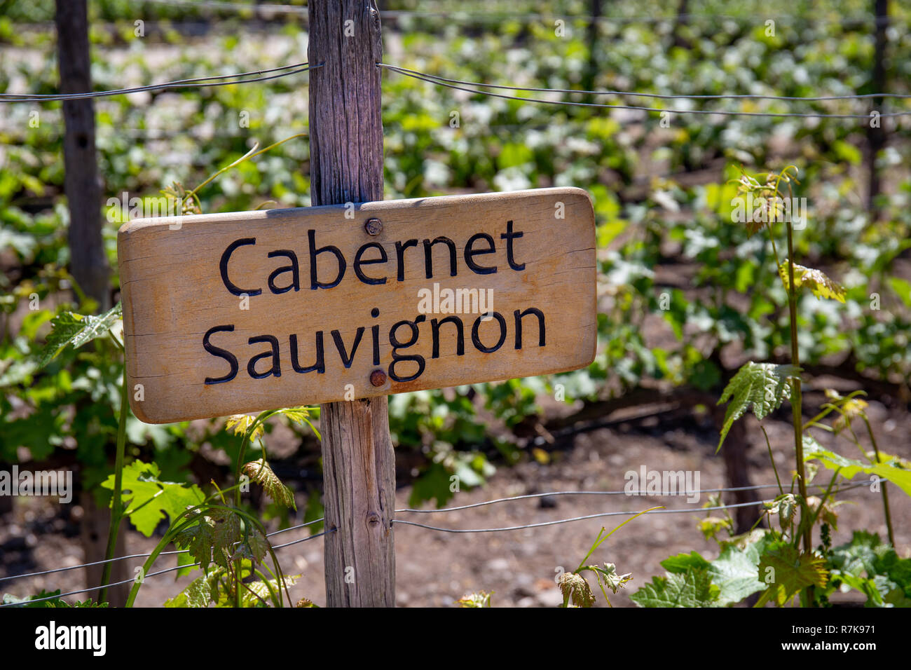 CABERNET SAUVIGNON Wine sign on vineyard. Vineyard landcape Stock Photo ...