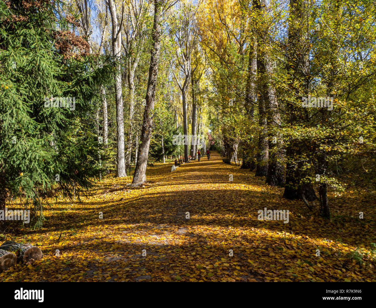 A grove photographed on a sunny autumn day with ochre and green colours ...