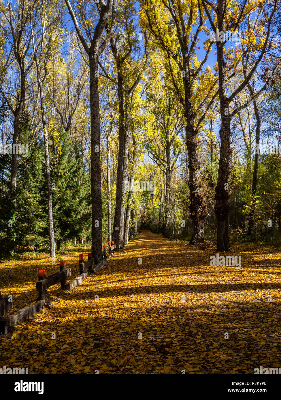 A grove photographed on a sunny autumn day with ochre and green colours ...