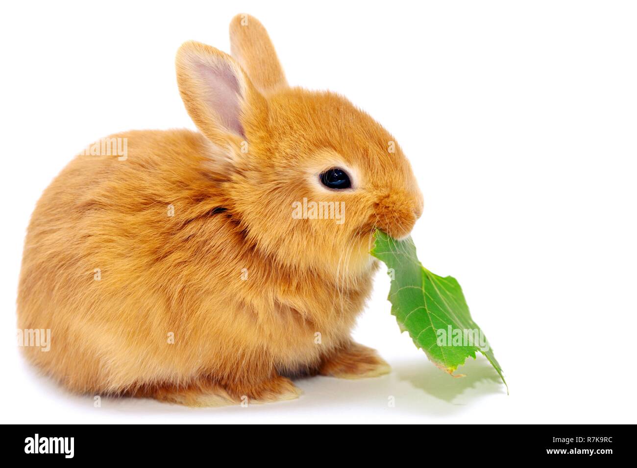 little red rabbit eating leaf on a white background Stock Photo - Alamy