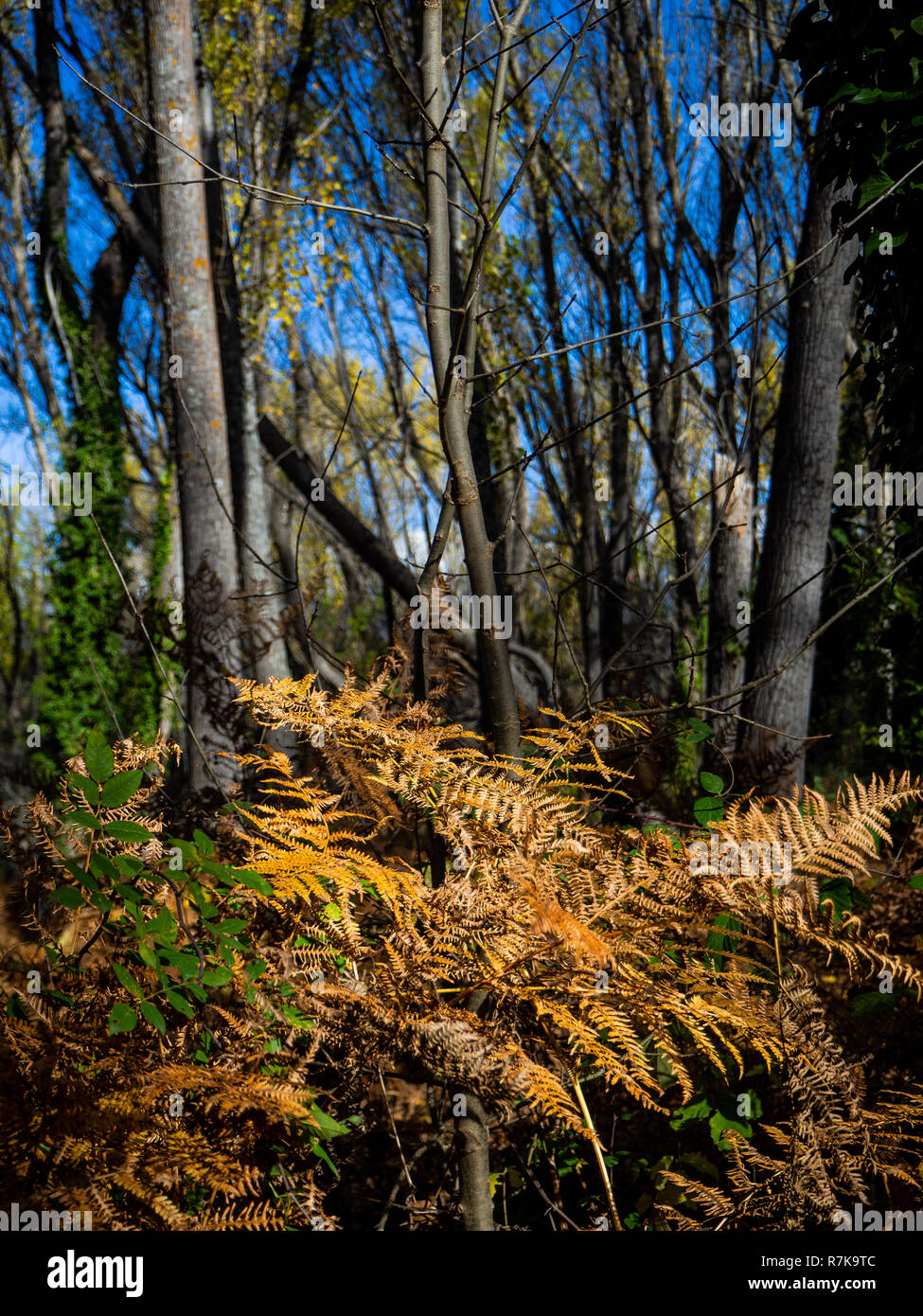 A grove photographed on a sunny autumn day with ochre and green colours ...