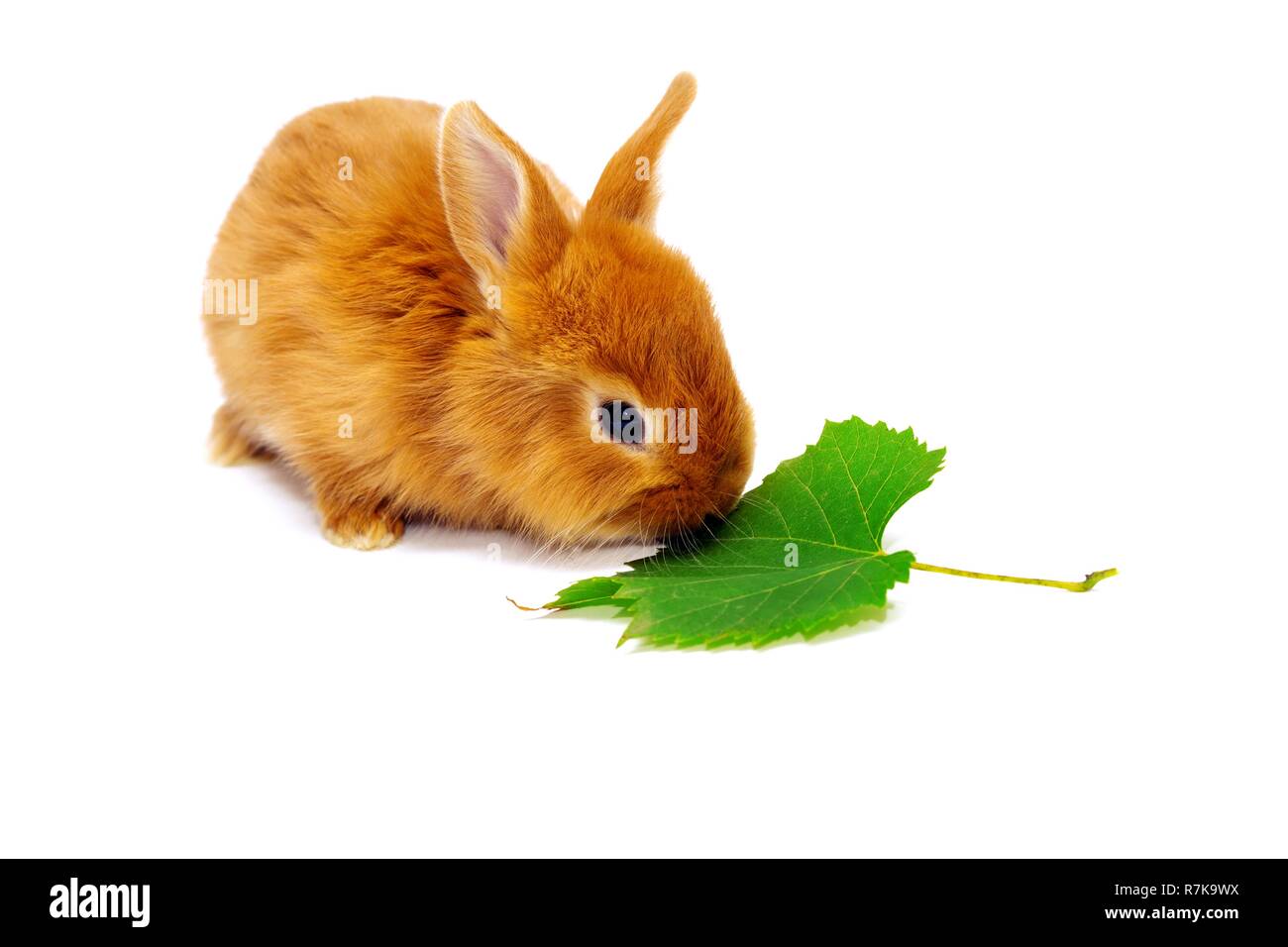 little red rabbit eating leaf on a white background Stock Photo - Alamy