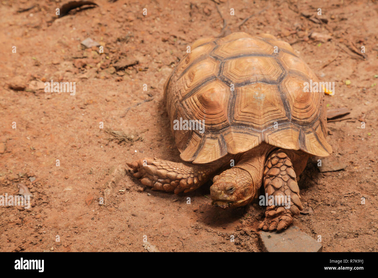 African spurred tortoise (sulcata tortoise) inhabits the southern edge ...