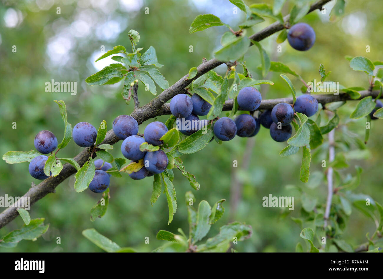 Sloes, the fruit of the Blackthorn prunus spinosa in a countryside ...