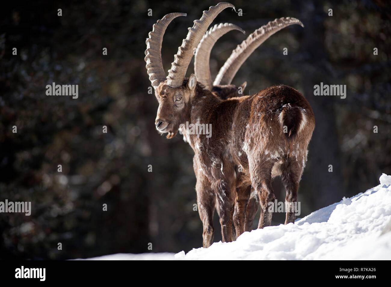 Ibex capra ibex in snow hi-res stock photography and images - Alamy