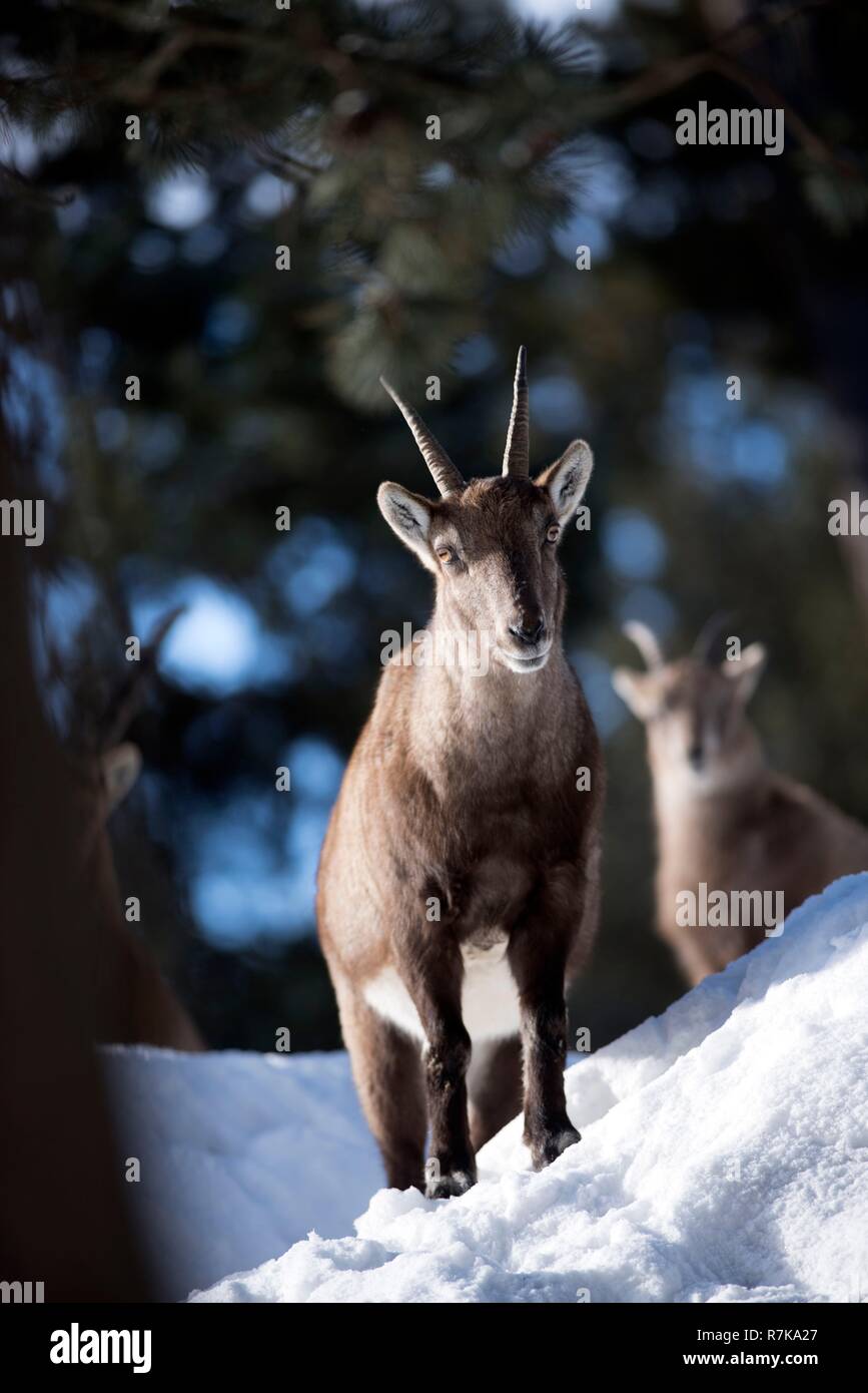 Ibex capra ibex in snow hi-res stock photography and images - Alamy