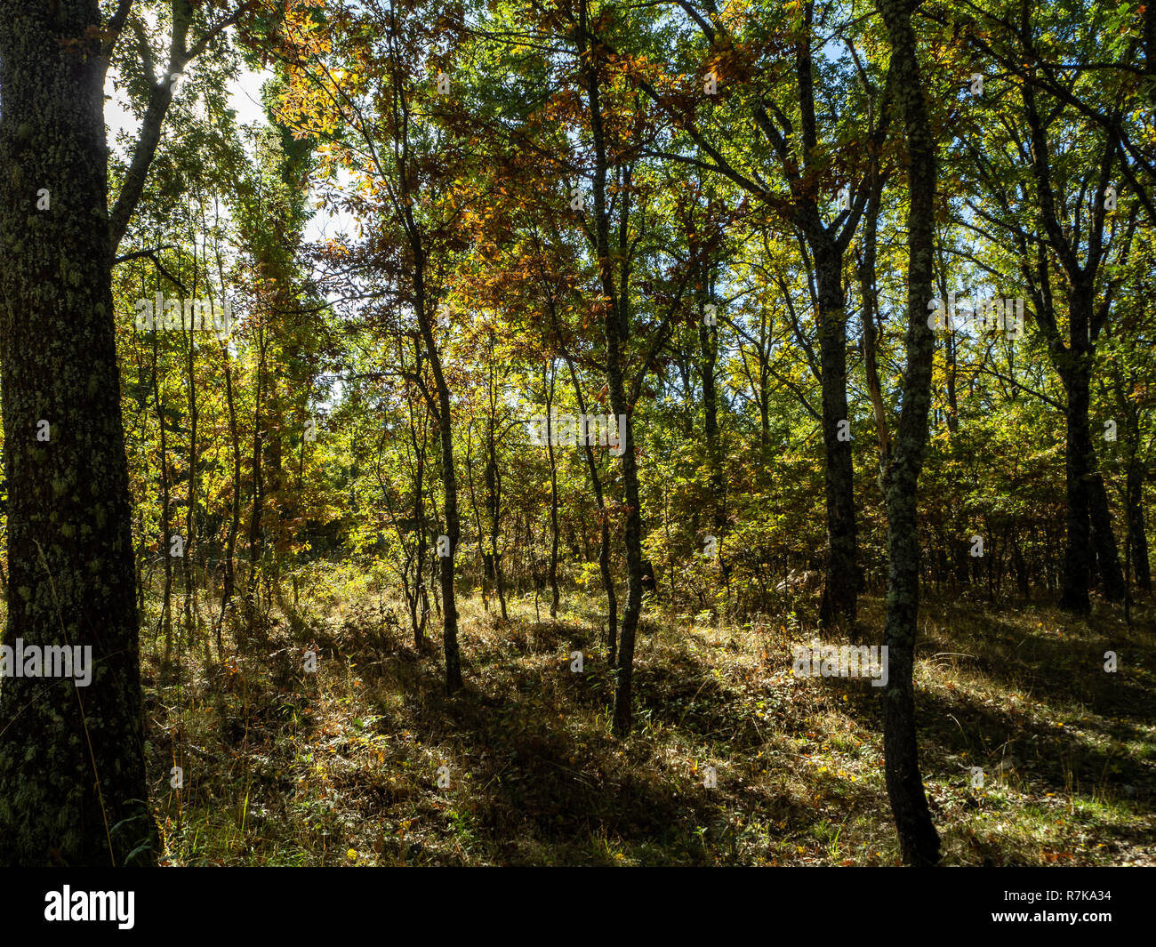 A grove photographed on a sunny autumn day with ochre and green colours ...