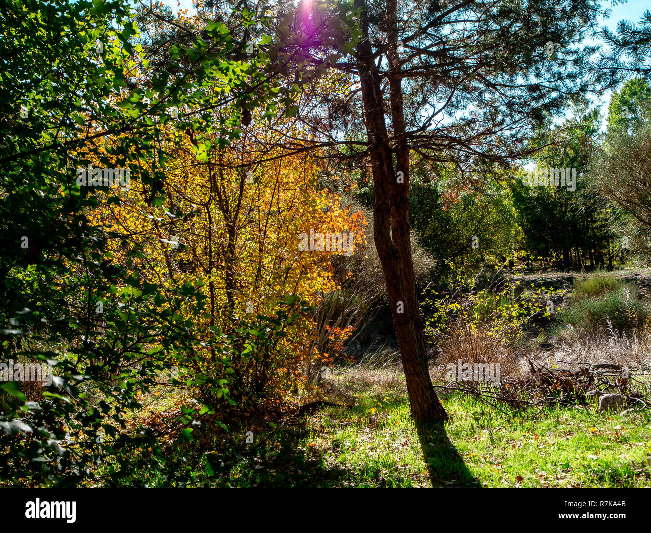 A grove photographed on a sunny autumn day with ochre and green colours ...