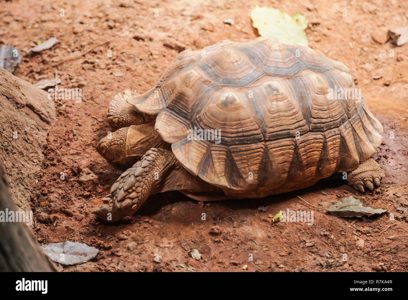 African spurred tortoise (sulcata tortoise) inhabits the southern edge ...