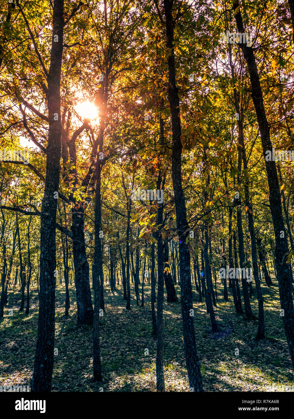 A grove photographed on a sunny autumn day with ochre and green colours ...