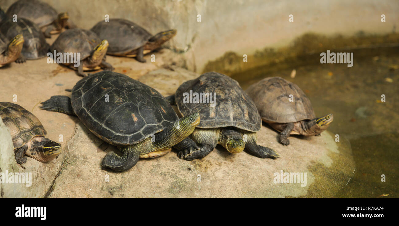 Asian box turtle hi-res stock photography and images - Alamy