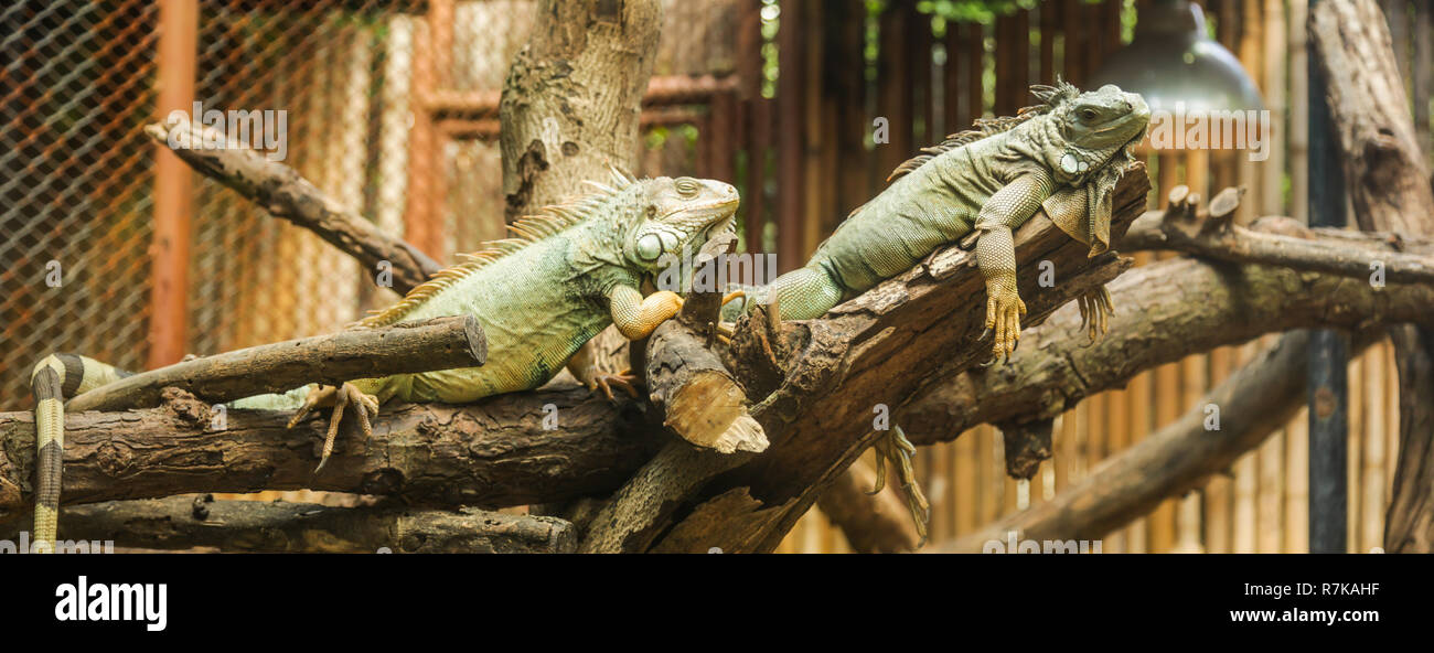 Green iguana (Iguana iguana), also known as American iguana, is a large ...