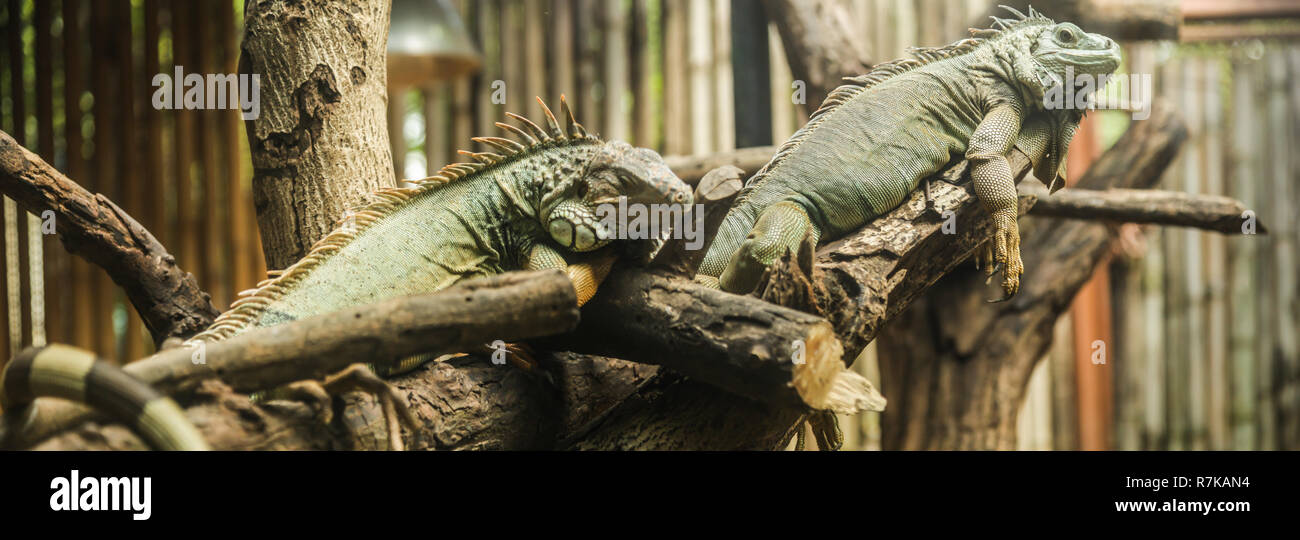 Green iguana (Iguana iguana), also known as American iguana, is a large ...