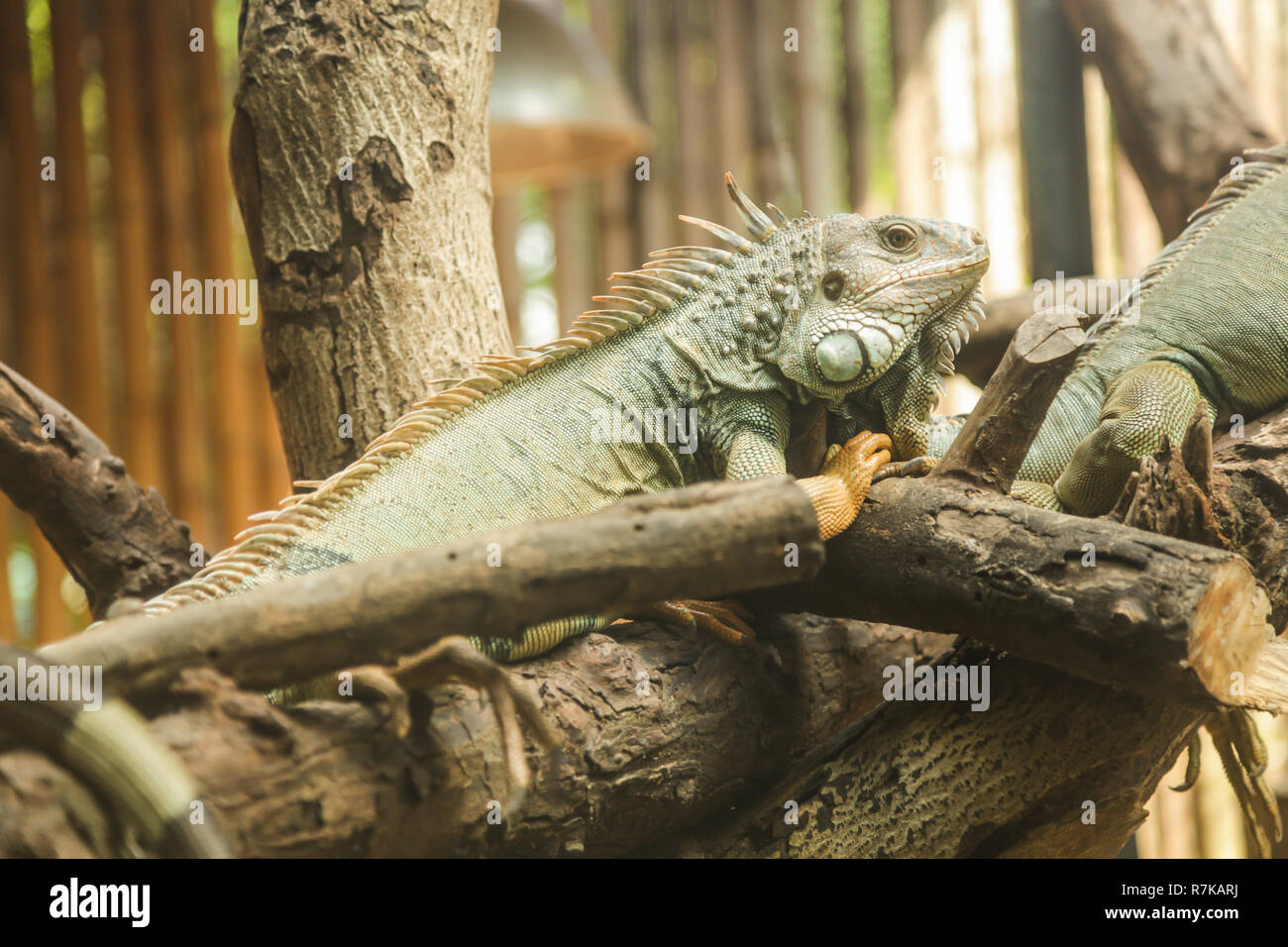Green iguana (Iguana iguana), also known as American iguana, is a large ...