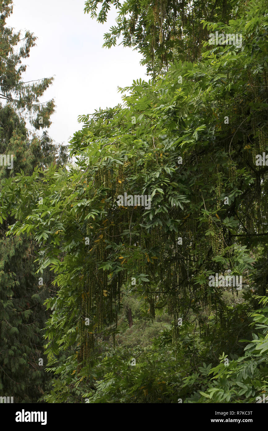 Chinese walnut tree hi-res stock photography and images - Alamy