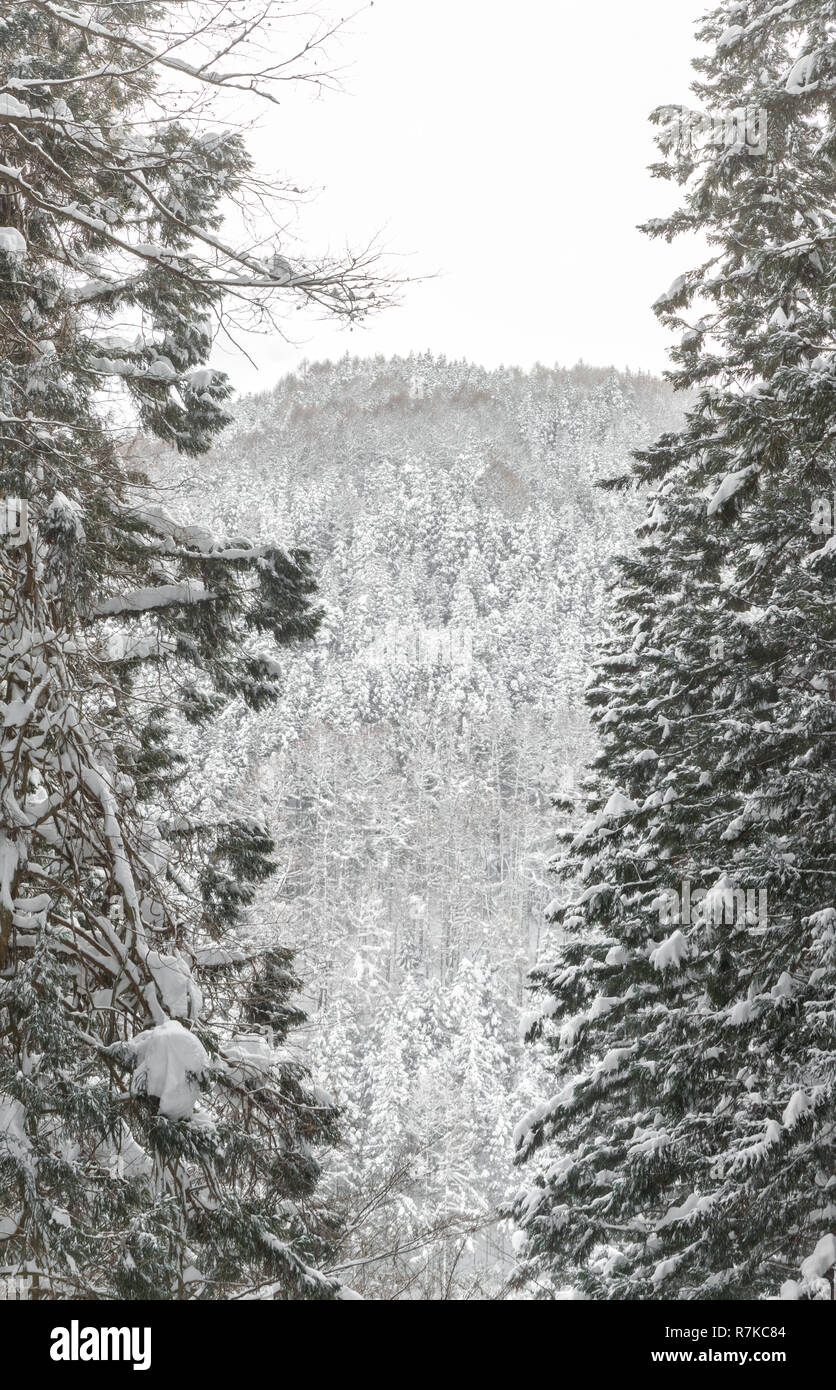 winter Landscape of Pine Forest at yudanaka Nagano Chubu Japan Stock ...