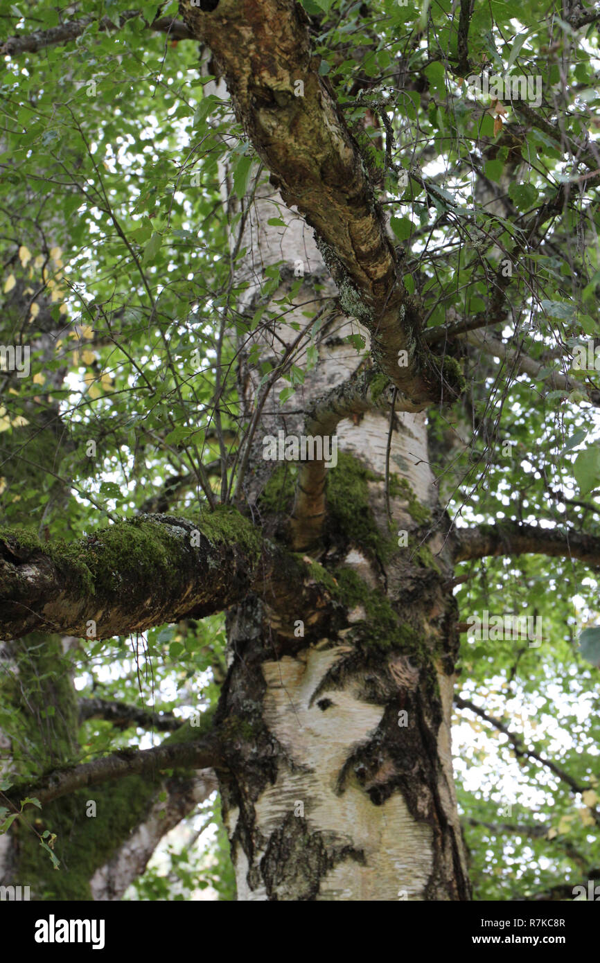Close up of moss covered branches of a Birch tree with white and brown ...