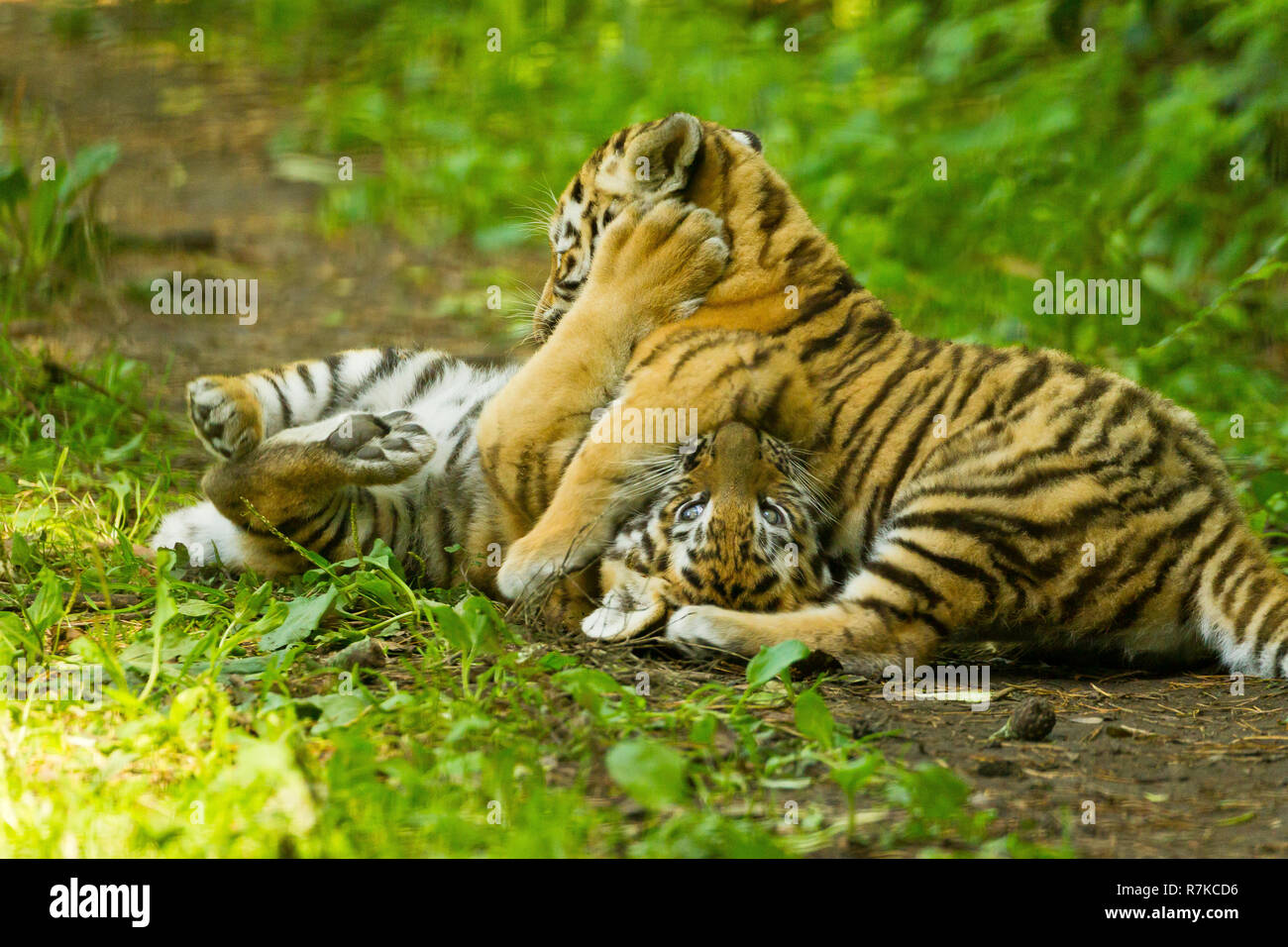 Siberian/Amur Tiger Cubs (Panthera Tigris Altaica) Playing Together ...