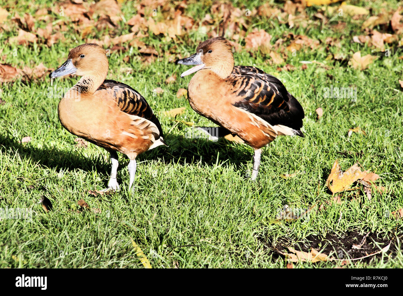 A view of a Whistling Duck Stock Photo - Alamy