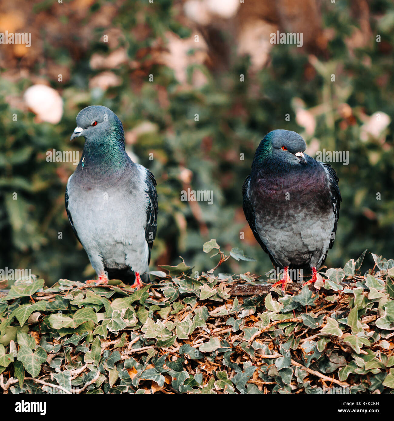 Two pigeons are sitting on a bush in a city park Stock Photo - Alamy