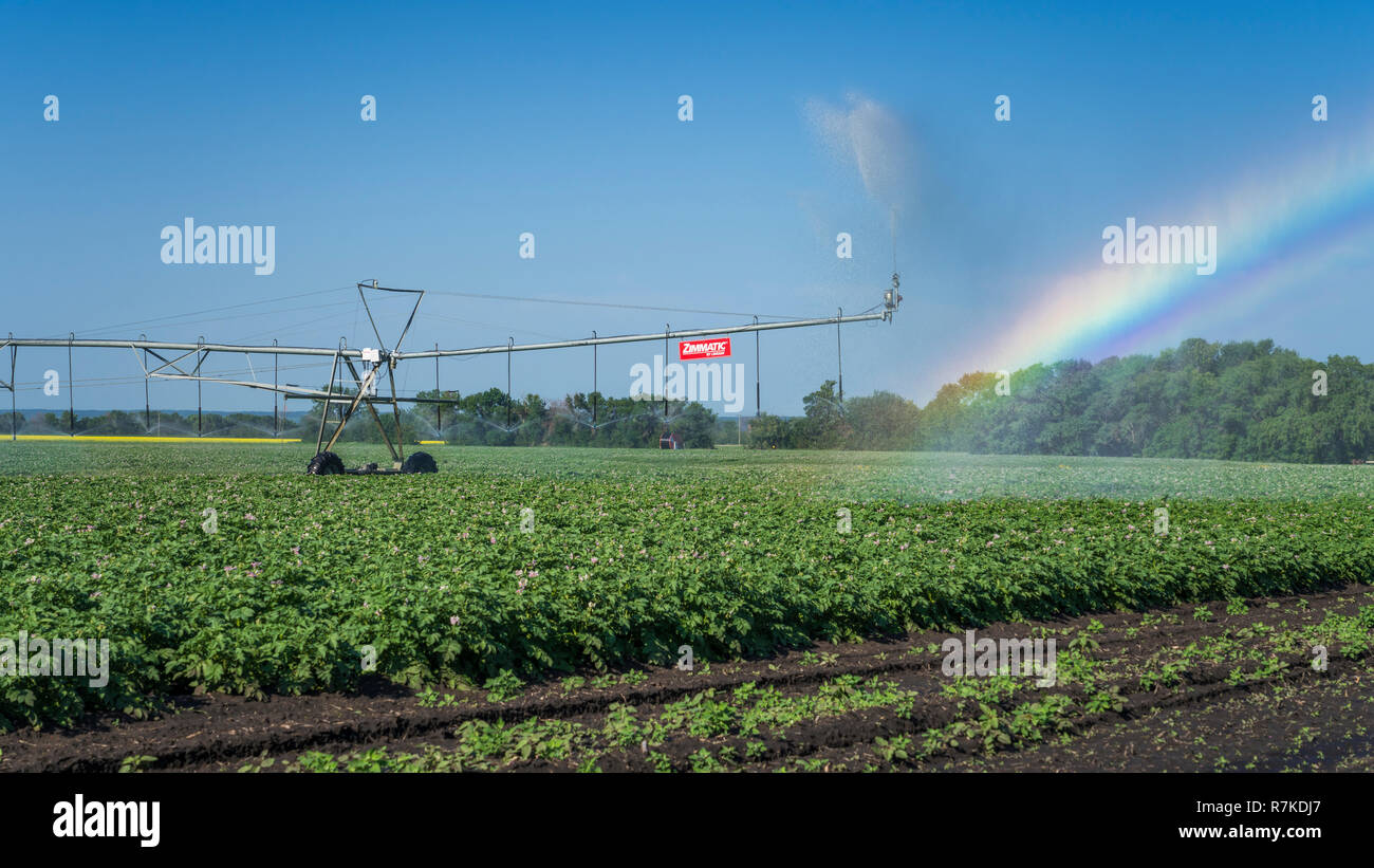 A blooming potato field irrigation near Winkler, Manitoba, Canada Stock ...
