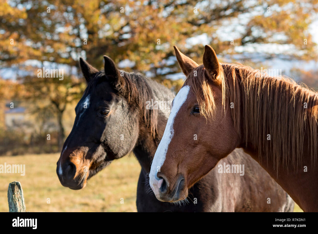Horse and Nature Stock Photo - Alamy