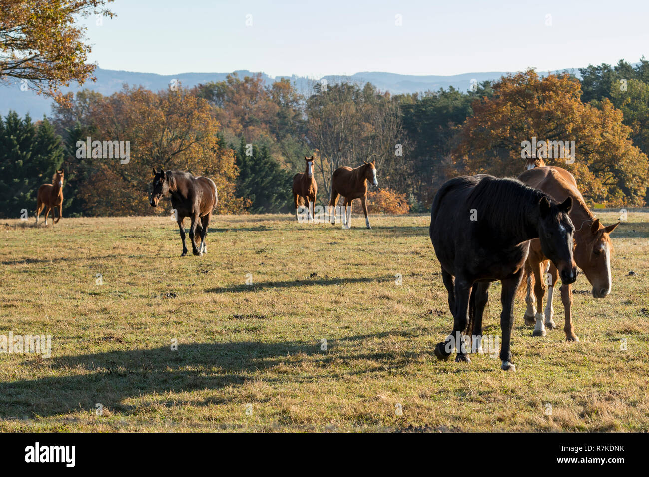 Horse and Nature Stock Photo - Alamy