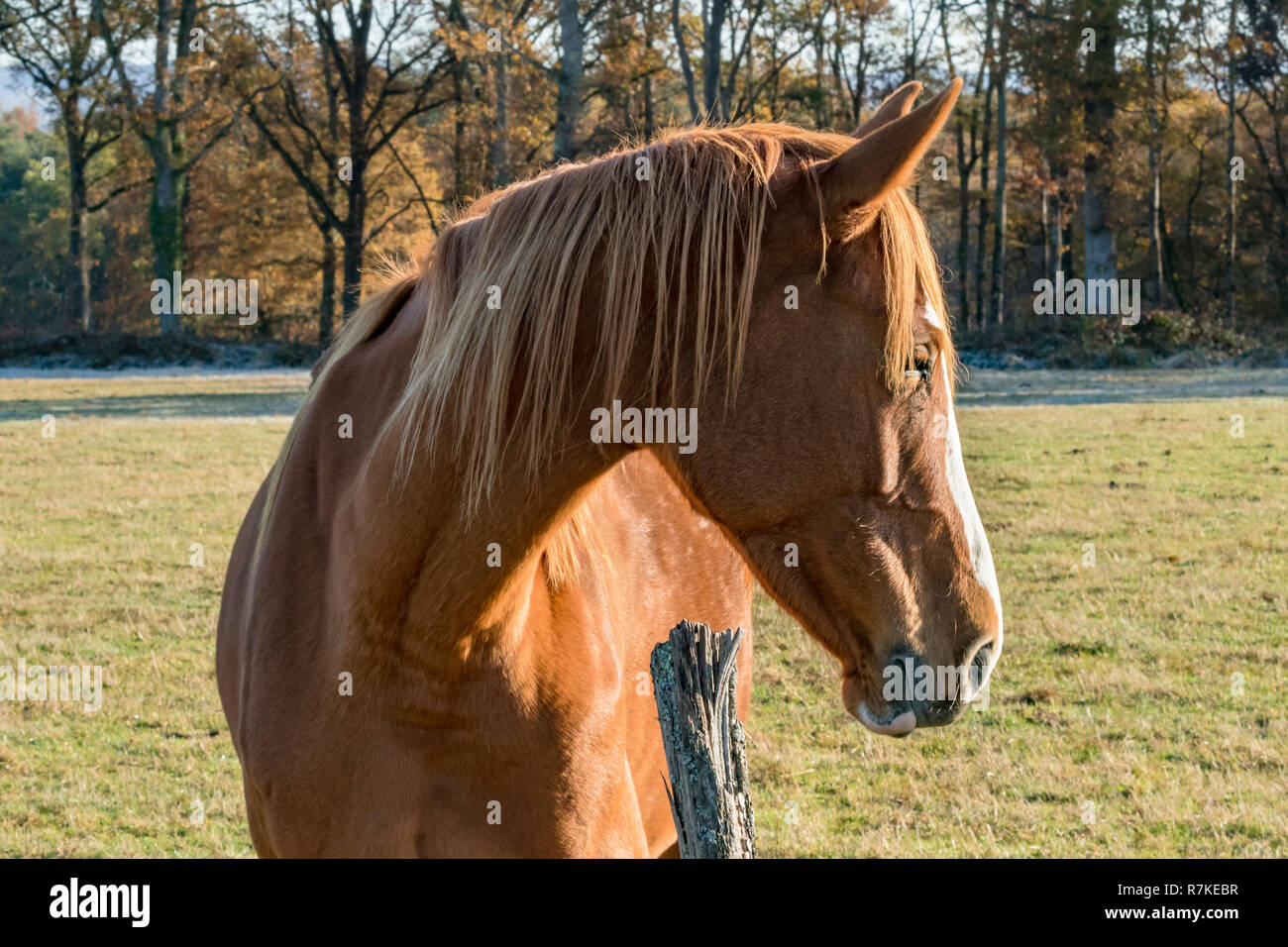 Horse and Nature Stock Photo - Alamy