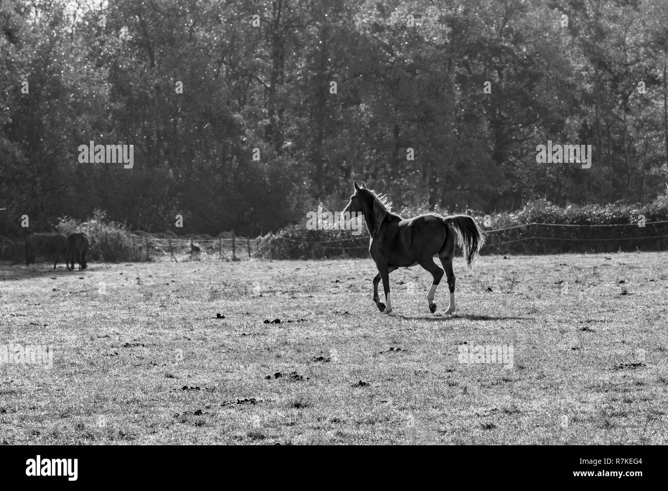Horse and Nature Stock Photo - Alamy