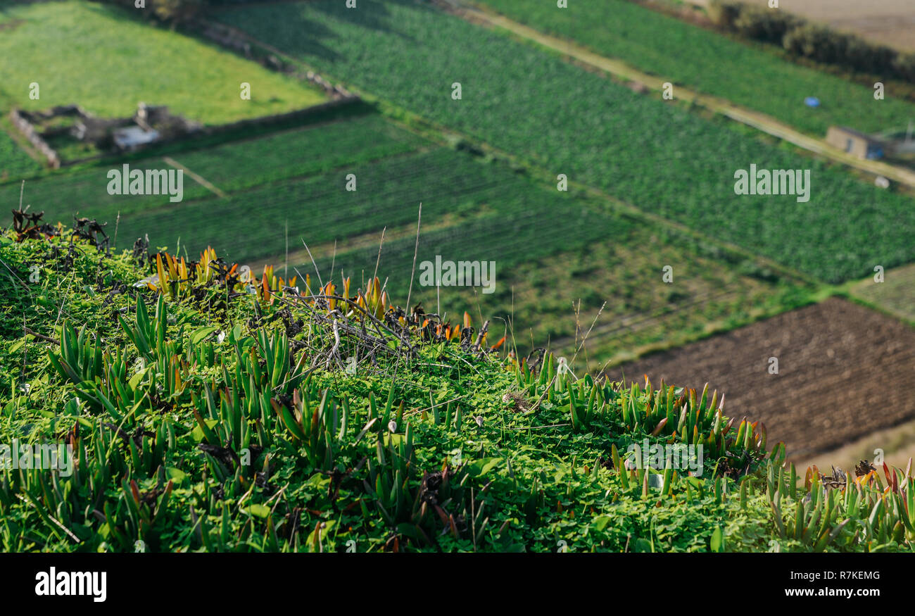 Bokeh scene of vegetation on hill with copy space and rows of crop ...