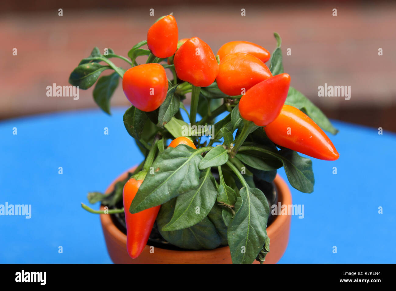 Pot of small orange chilies Stock Photo - Alamy