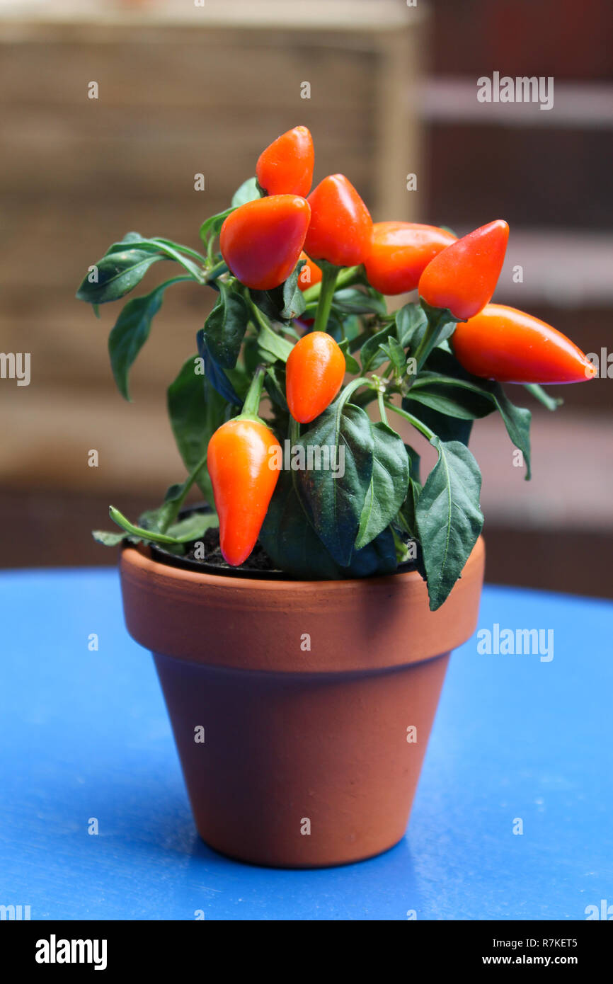 Orange chilli hi-res stock photography and images - Alamy