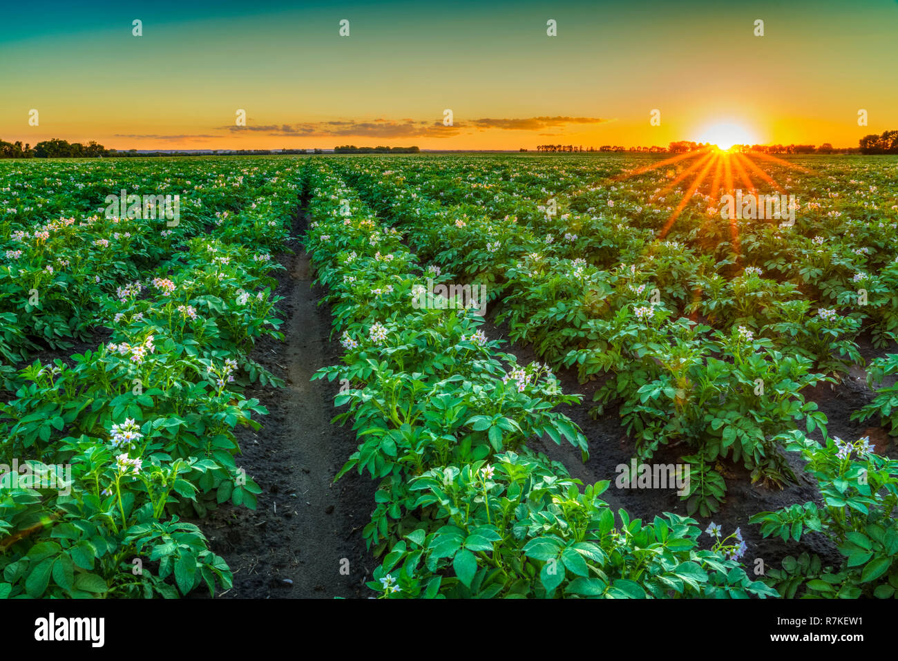 Potato farm hi-res stock photography and images - Alamy