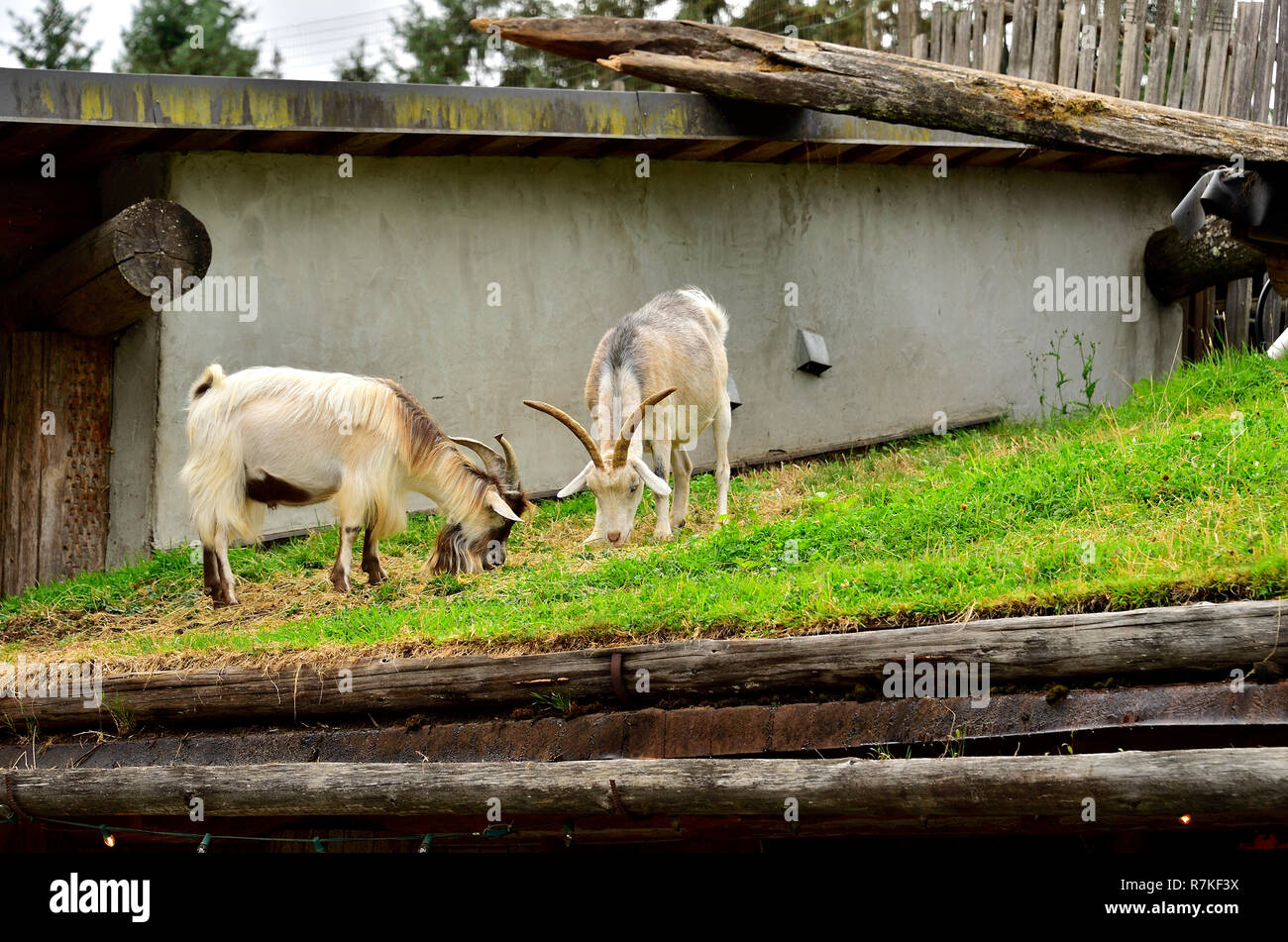 Goats on roof hi-res stock photography and images - Alamy