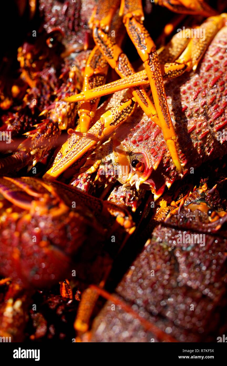 Crayfish australia hi-res stock photography and images - Alamy