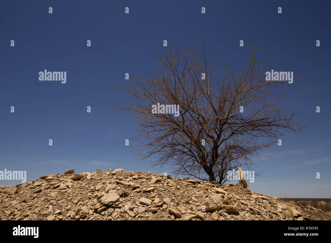 An invasive weed, the prickly acacia tree is targeted as part of an ...