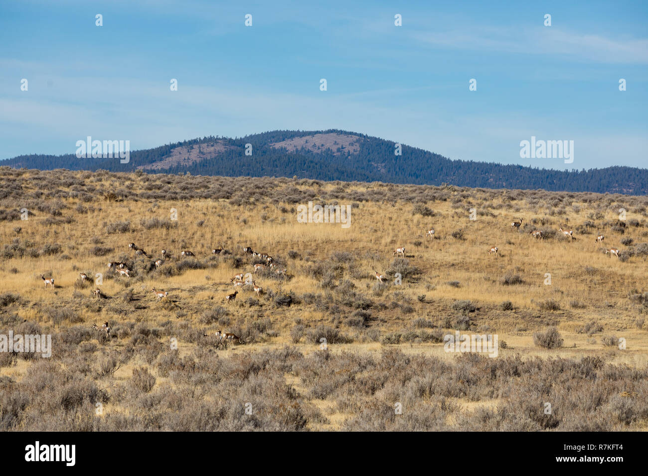 Heard of the rare Pronghorn Antelope in the wild at the California ...
