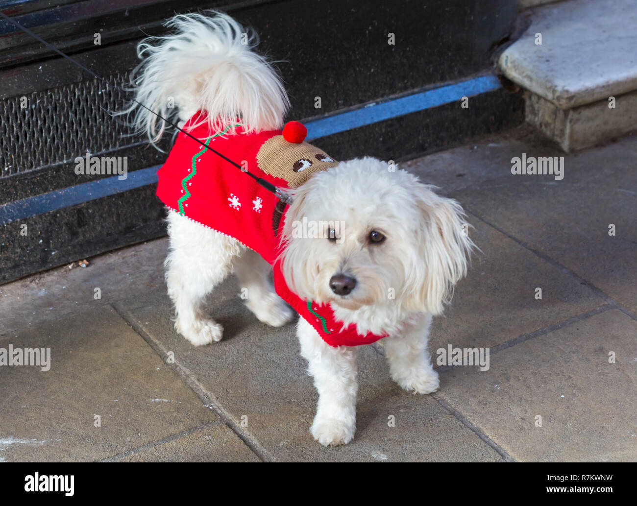 Cockapoochon dog hi-res stock photography and images - Alamy