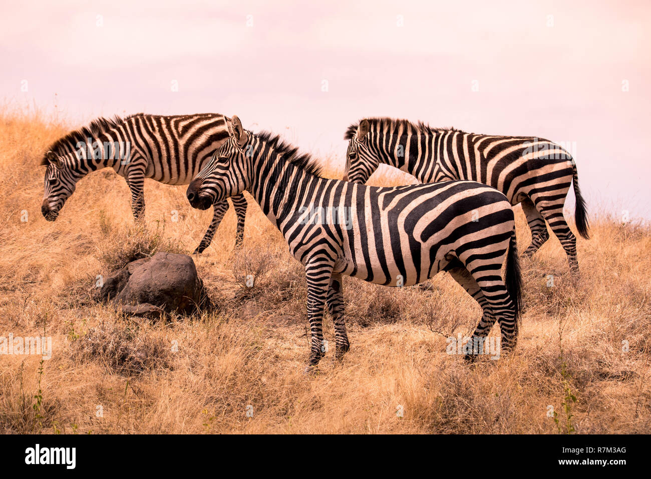 Herd of zebras in african savannah. Zebra with pattern of black and ...