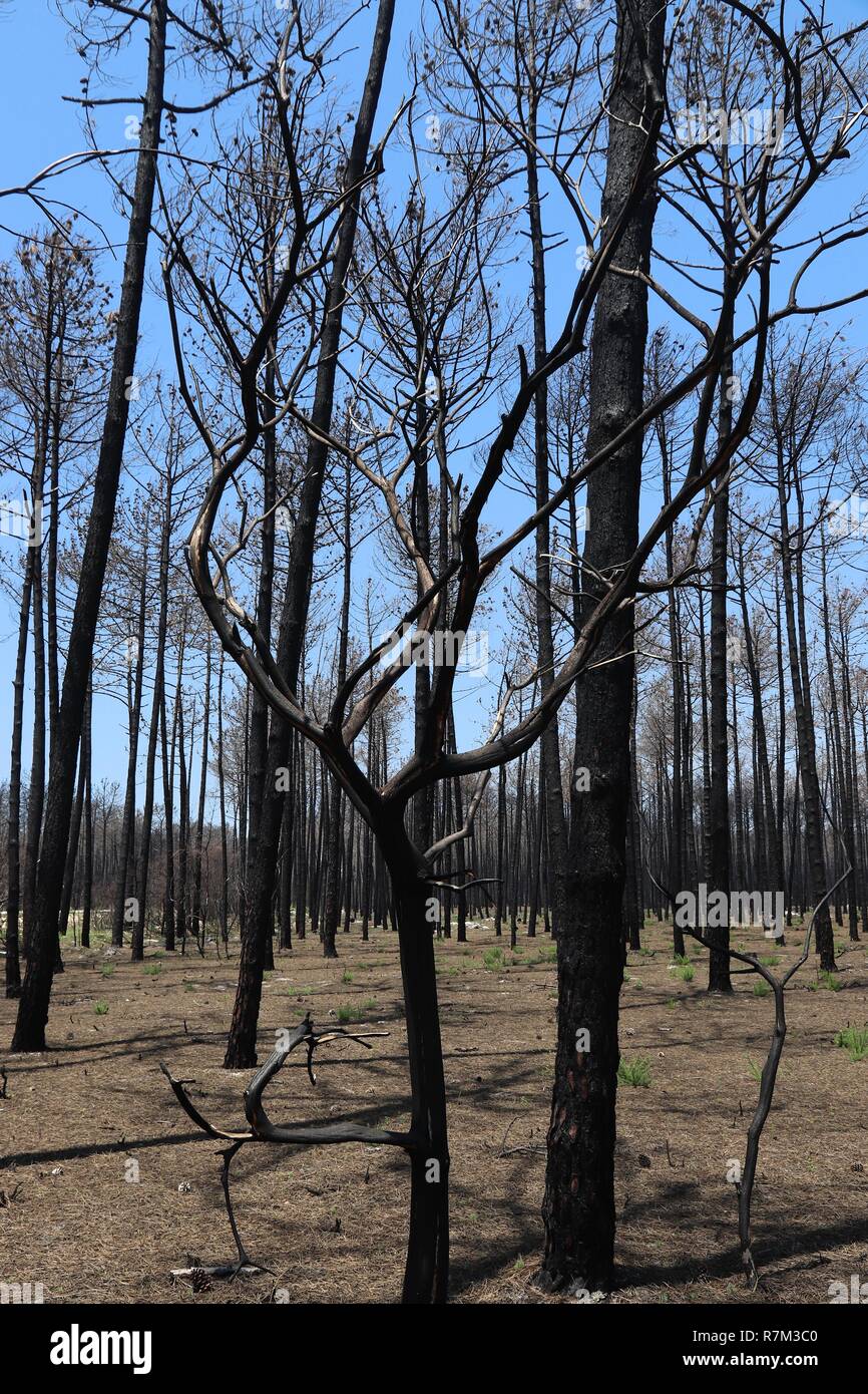 Burnt Trees