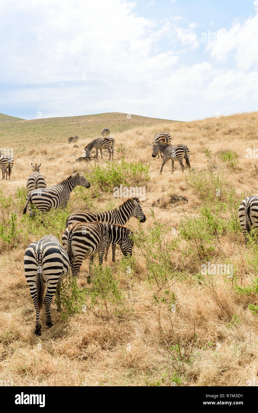 Herd of zebras in african savannah. Zebra with pattern of black and ...
