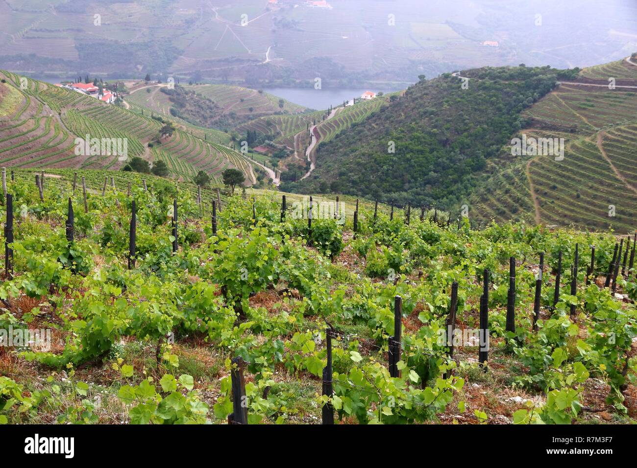 Portugal wine region - vineyards on hills along Douro river valley ...