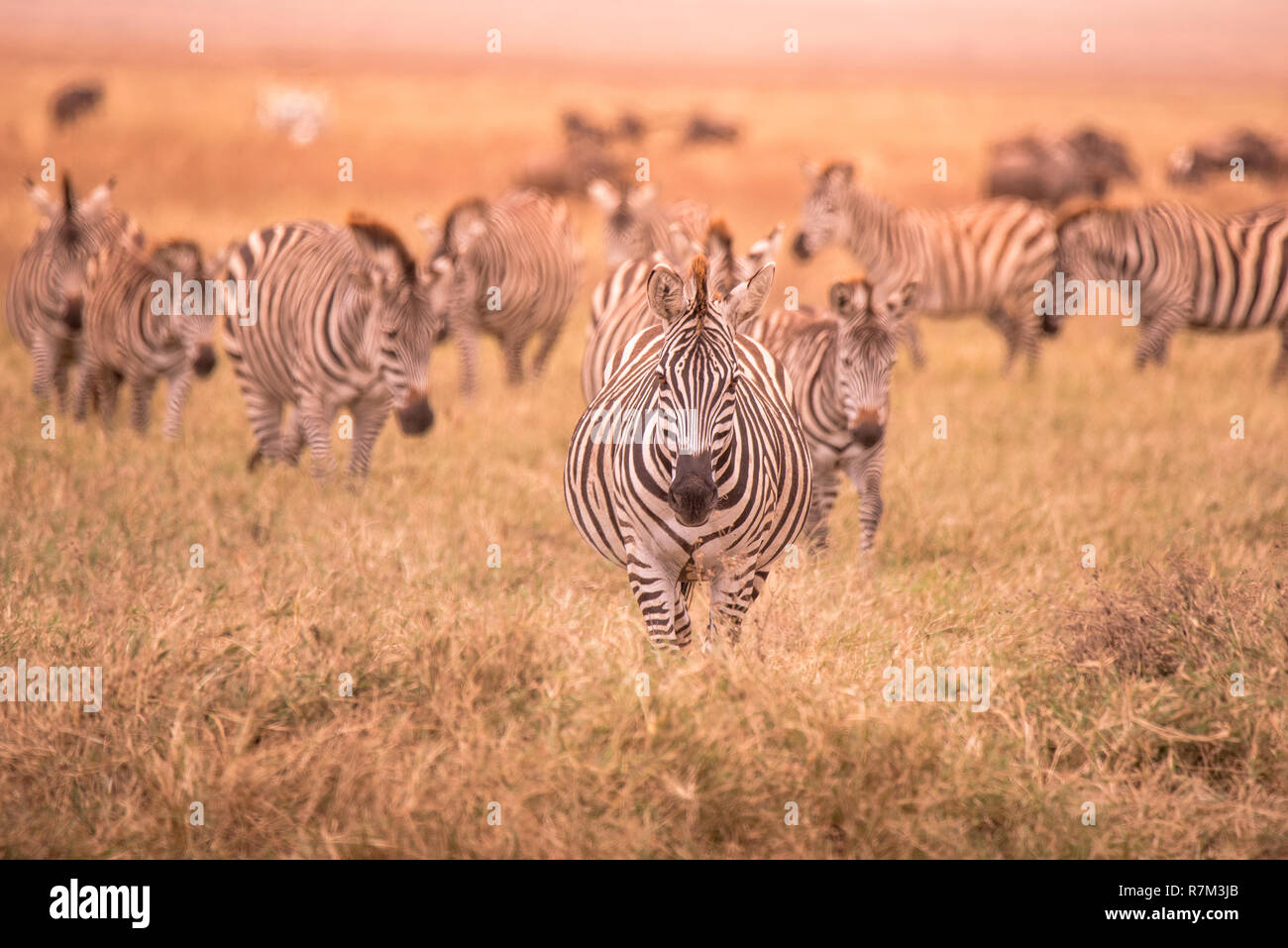 Herd of zebras in african savannah. Zebra with pattern of black and ...