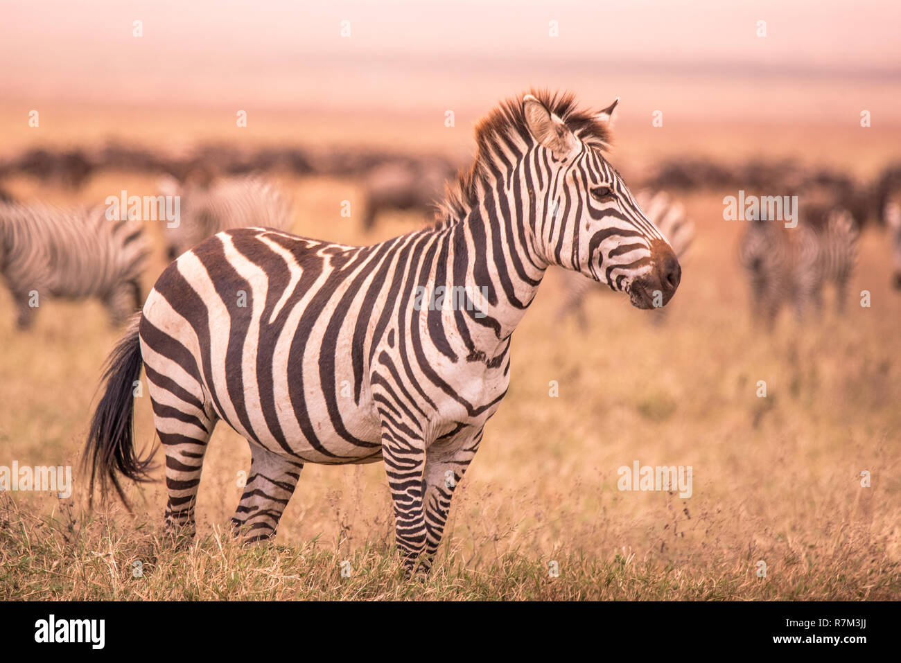 Herd of zebras in african savannah. Zebra with pattern of black and ...