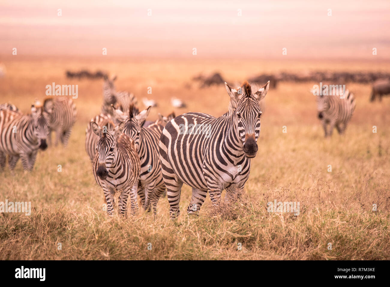 Herd of zebras in african savannah. Zebra with pattern of black and ...