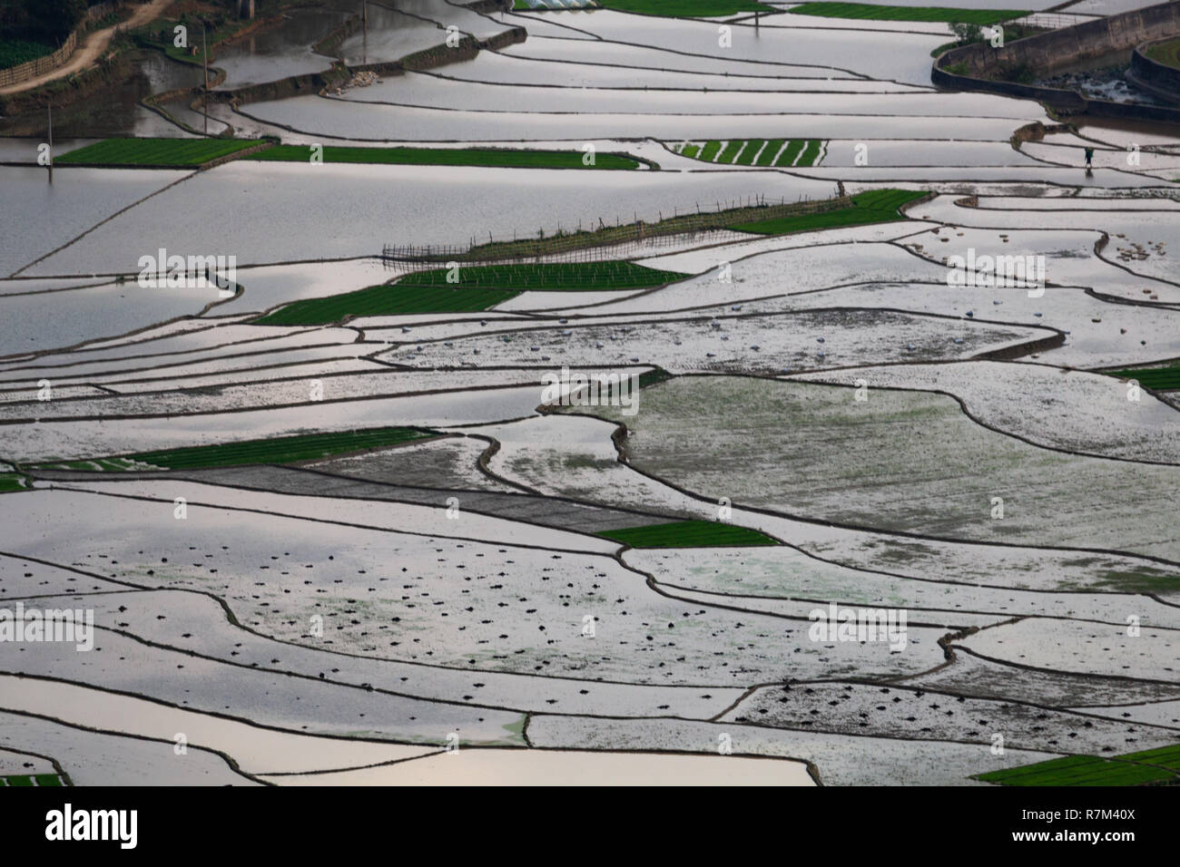 Curved and textured rice fields during the wet season in the mountains ...